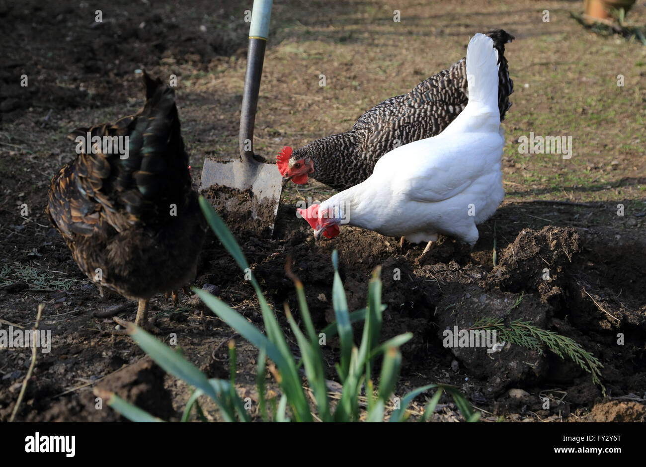 Rhode Rock, Bason white and Barred Rock pet chickens with spade in ...