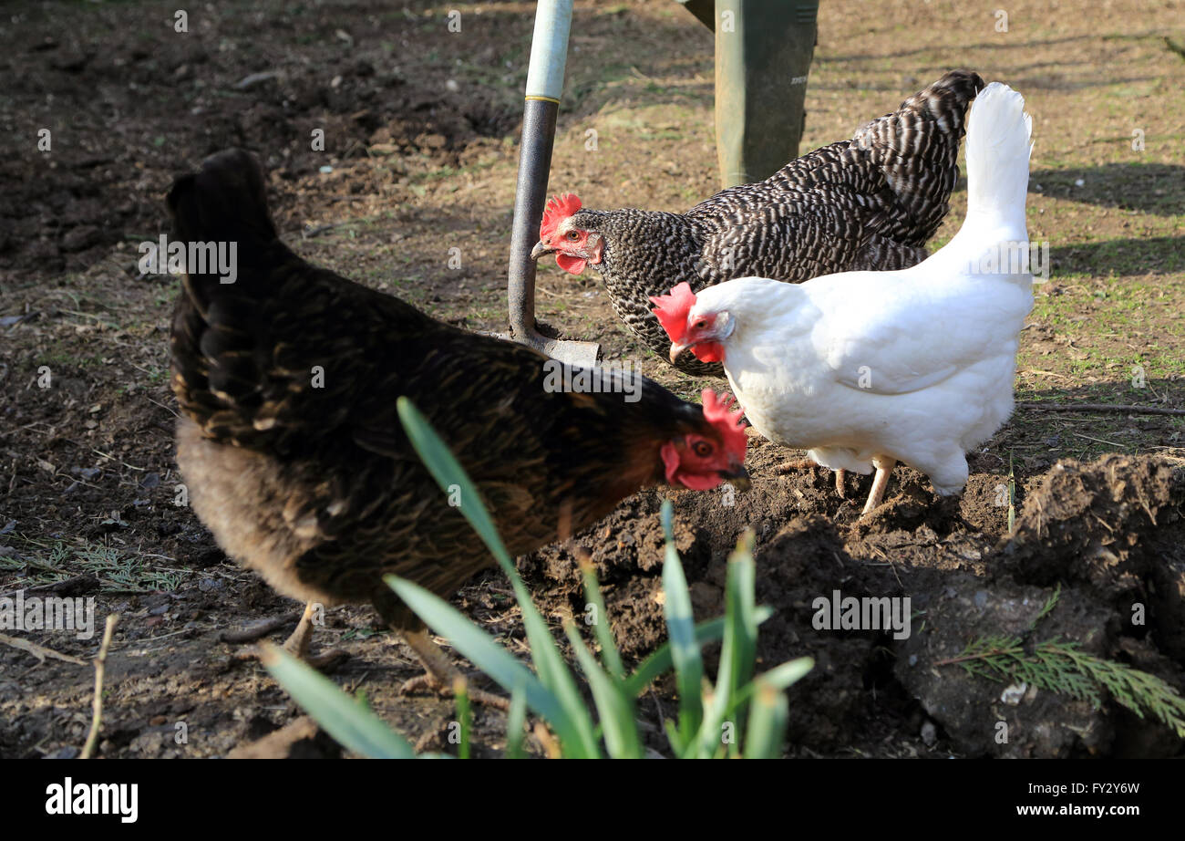 Rhode Rock, Bason white and Barred Rock pet chickens helping with ...