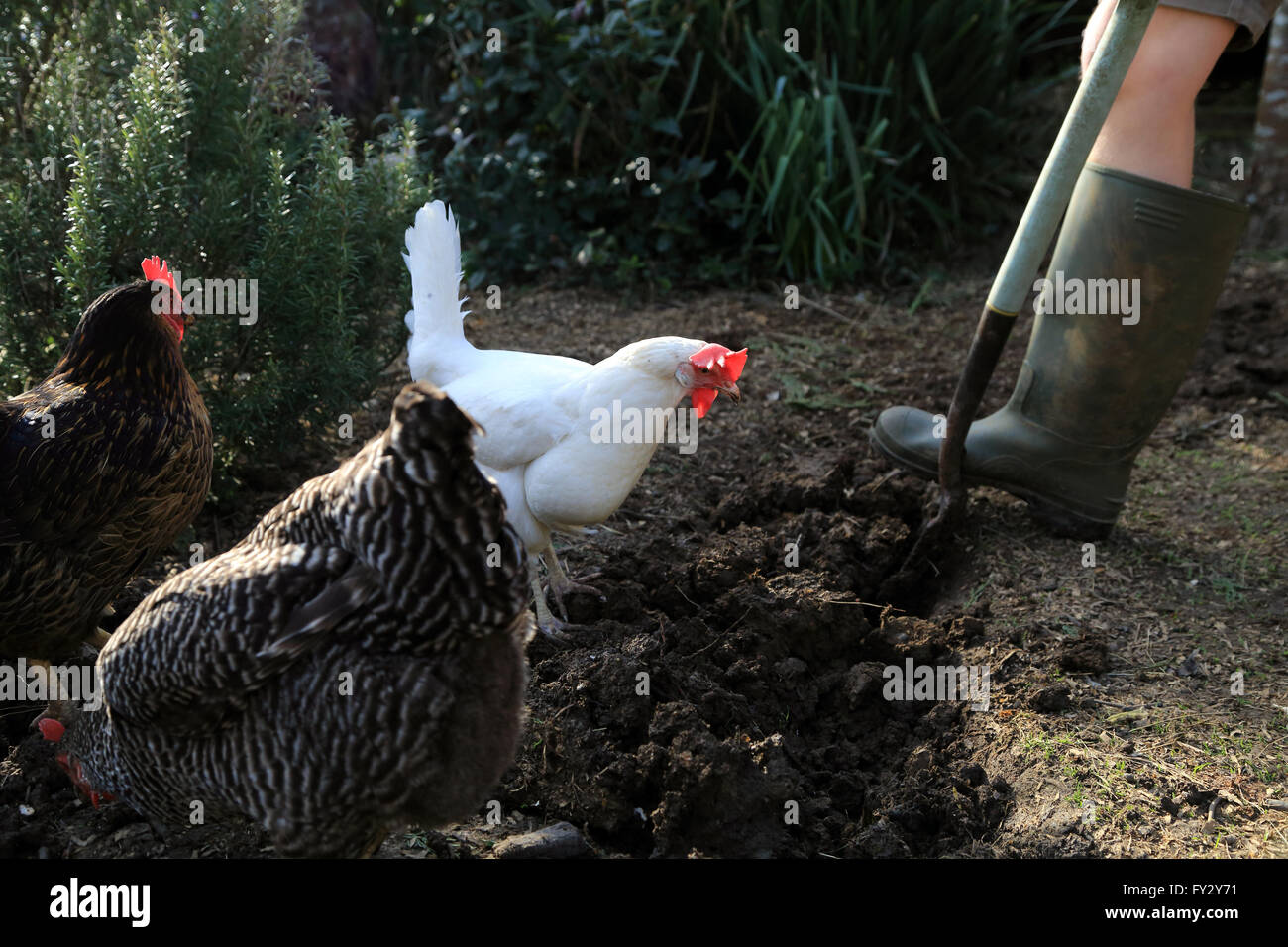 Rhode Rock, Bason white and Barred Rock pet chickens helping with ...