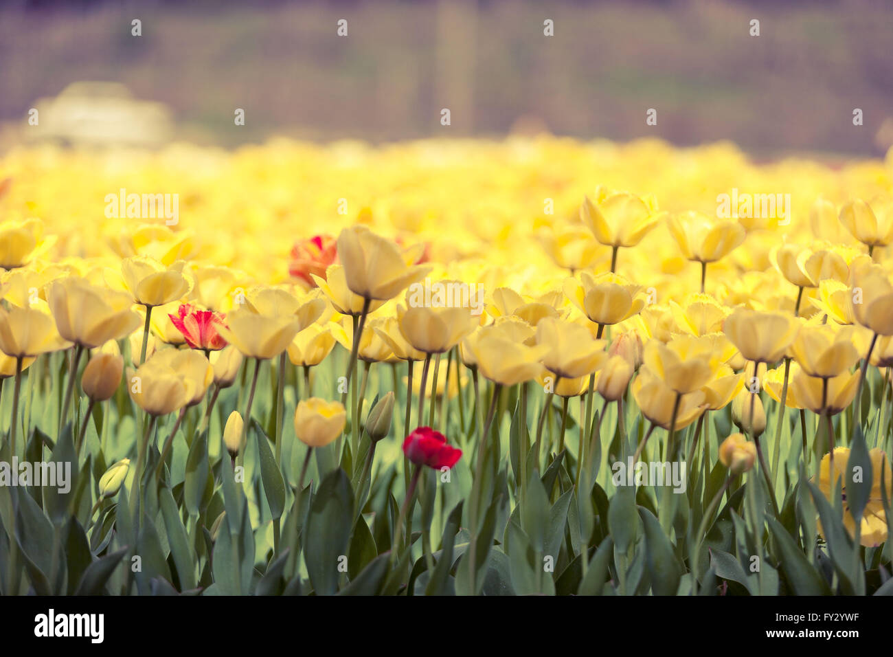 Yellow tulips in garden with blurred background in outside shooting ...