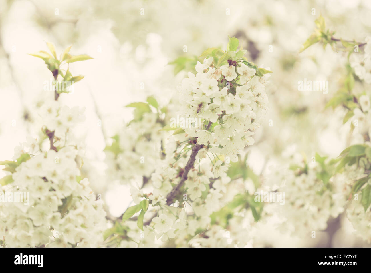 Blooming trees in spring in outside image in close up. Spring and ...