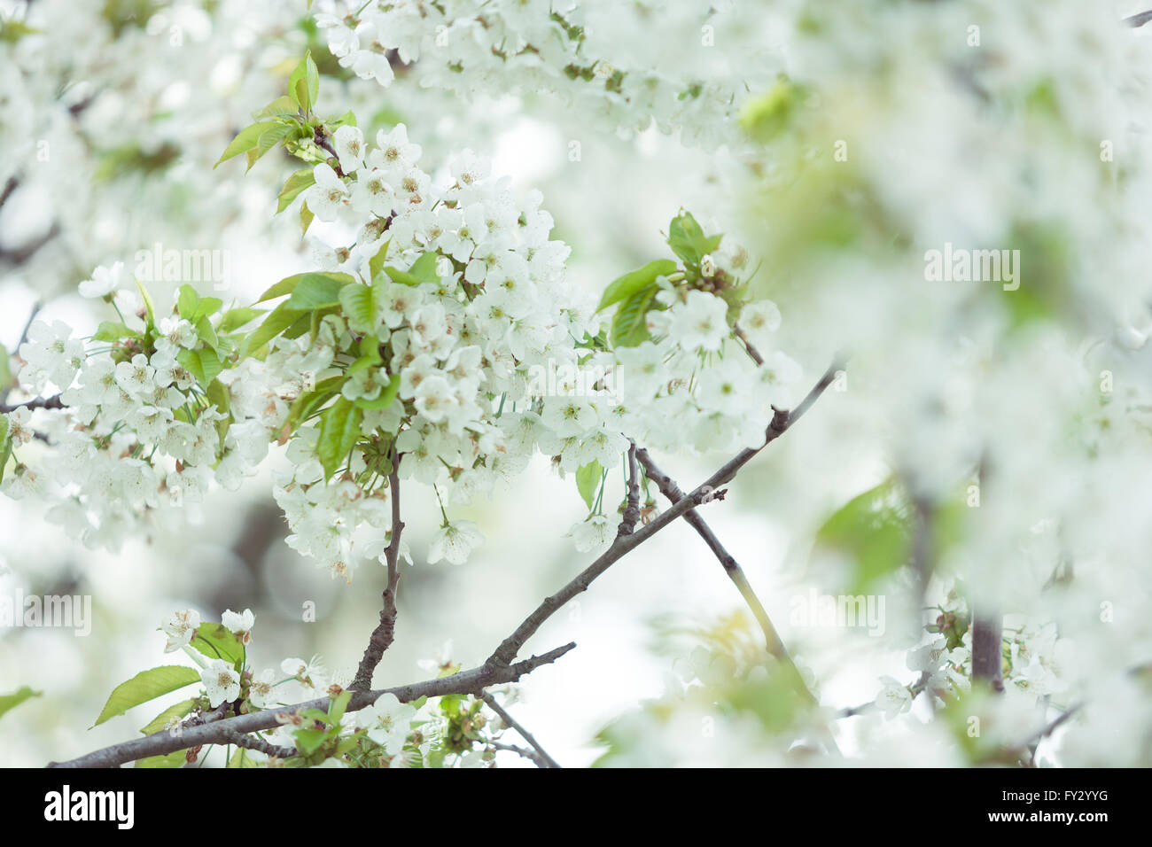 Blooming trees in spring in outside image in close up. Spring and ...