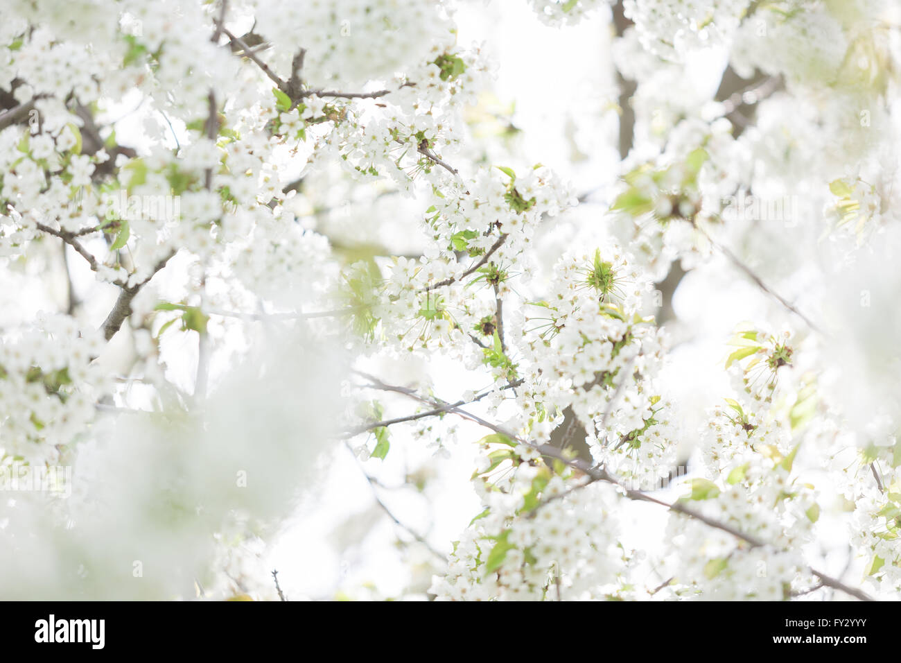 Blooming trees in spring in outside image in close up. Spring and ...