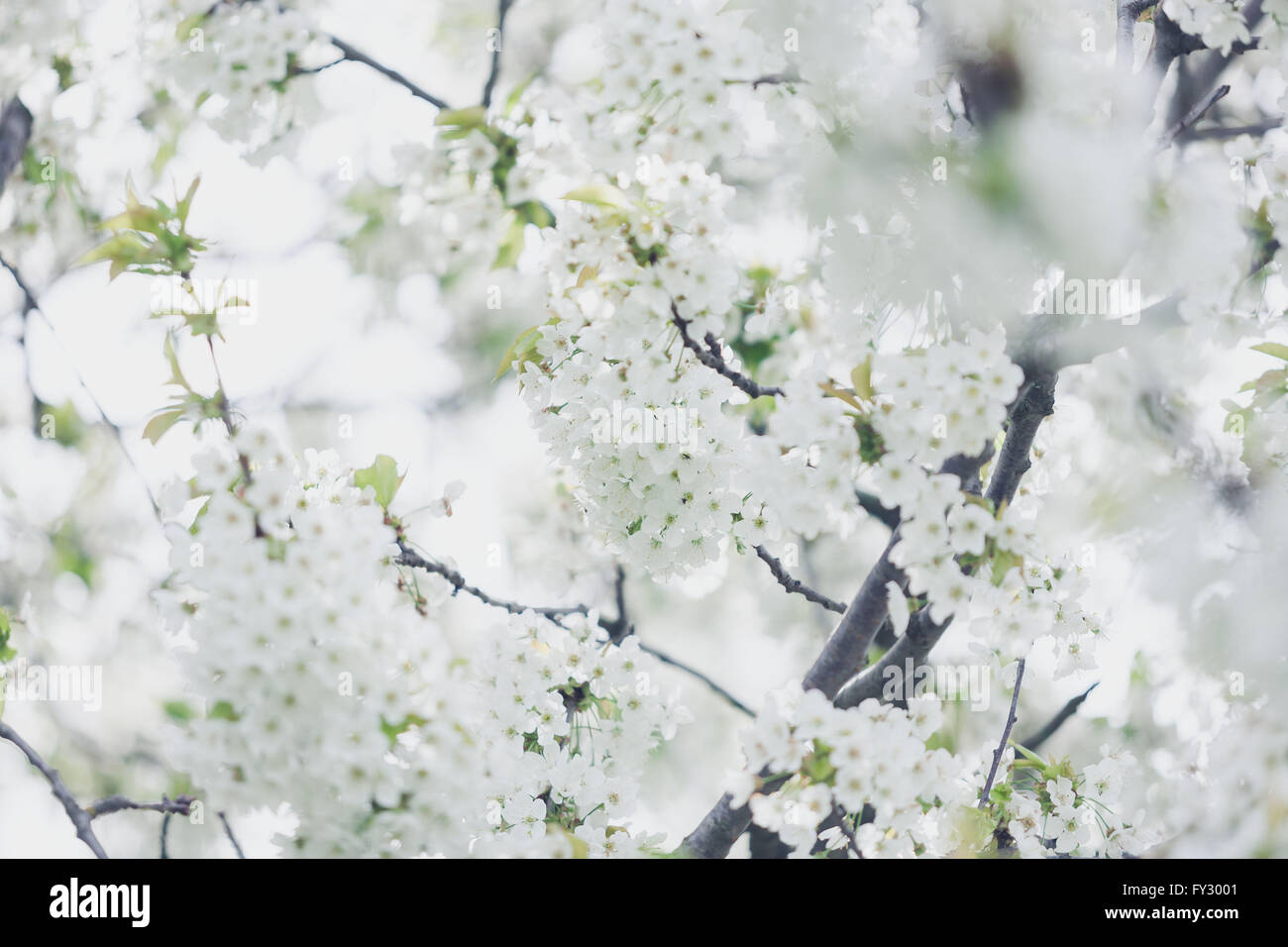 Blooming trees in spring in outside image in close up. Spring and ...