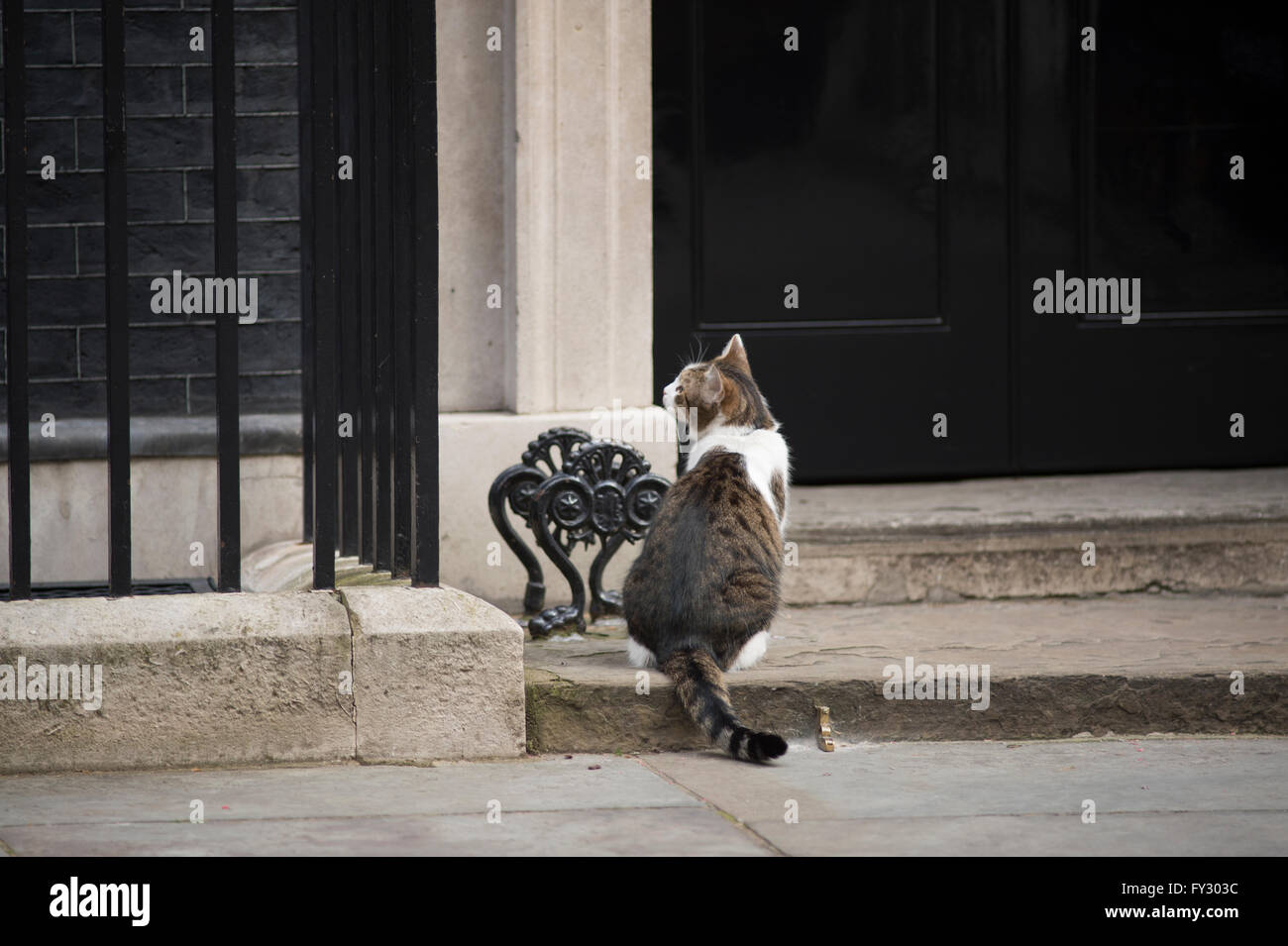 Larry cat hi-res stock photography and images - Alamy