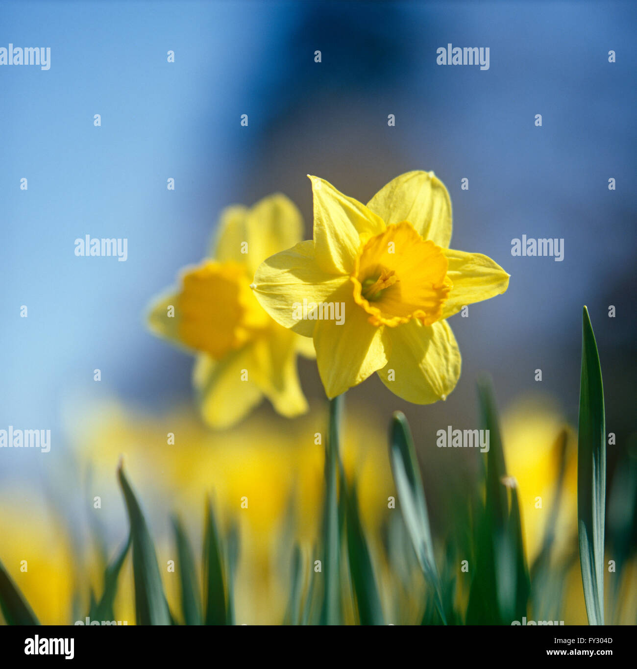 Sunny yellow daffodils hi-res stock photography and images - Alamy
