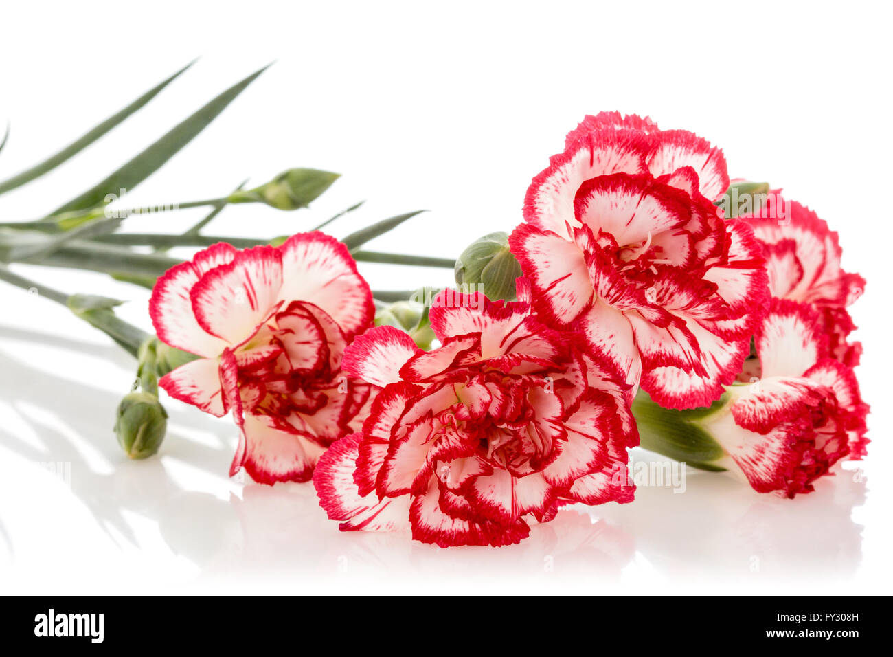 Blooming carnation flower isolated on white background Stock Photo - Alamy