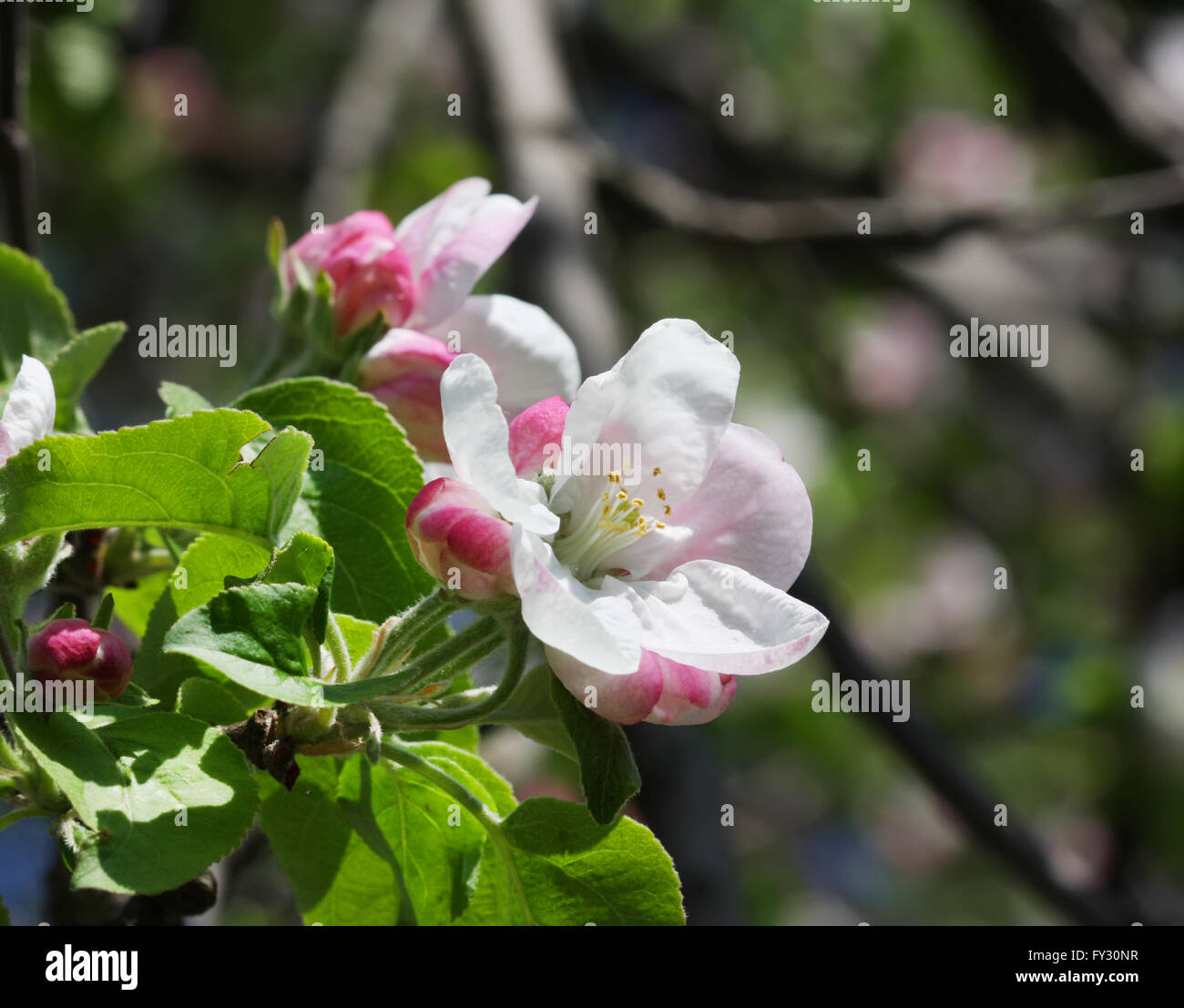 Apple tree flowers on the blurred background Stock Photo - Alamy