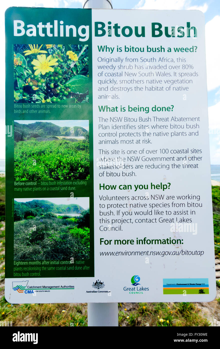 Battling Bitou bush Sign, a weedy shrub from South Africa which has ...