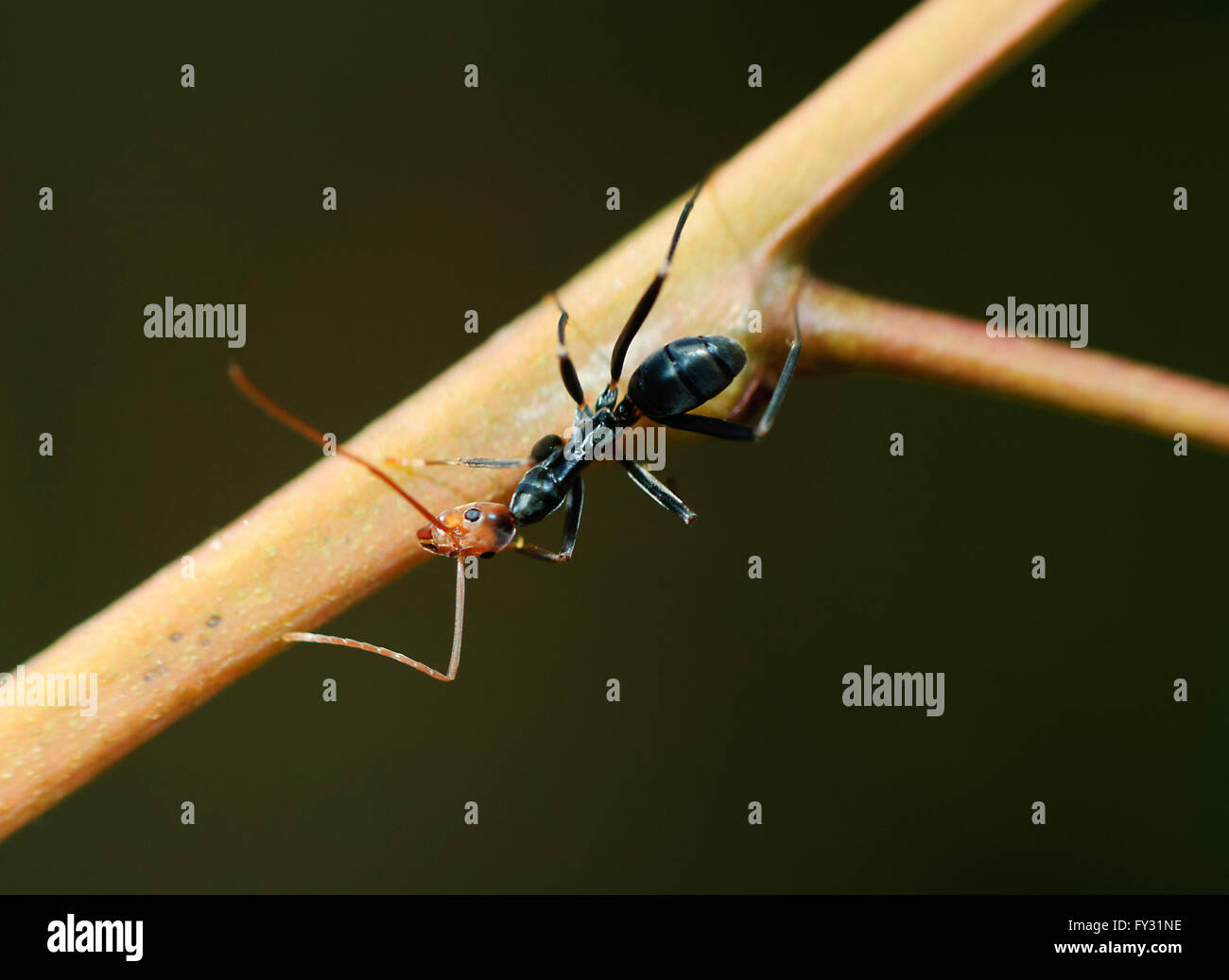 Australian ant hi-res stock photography and images - Alamy