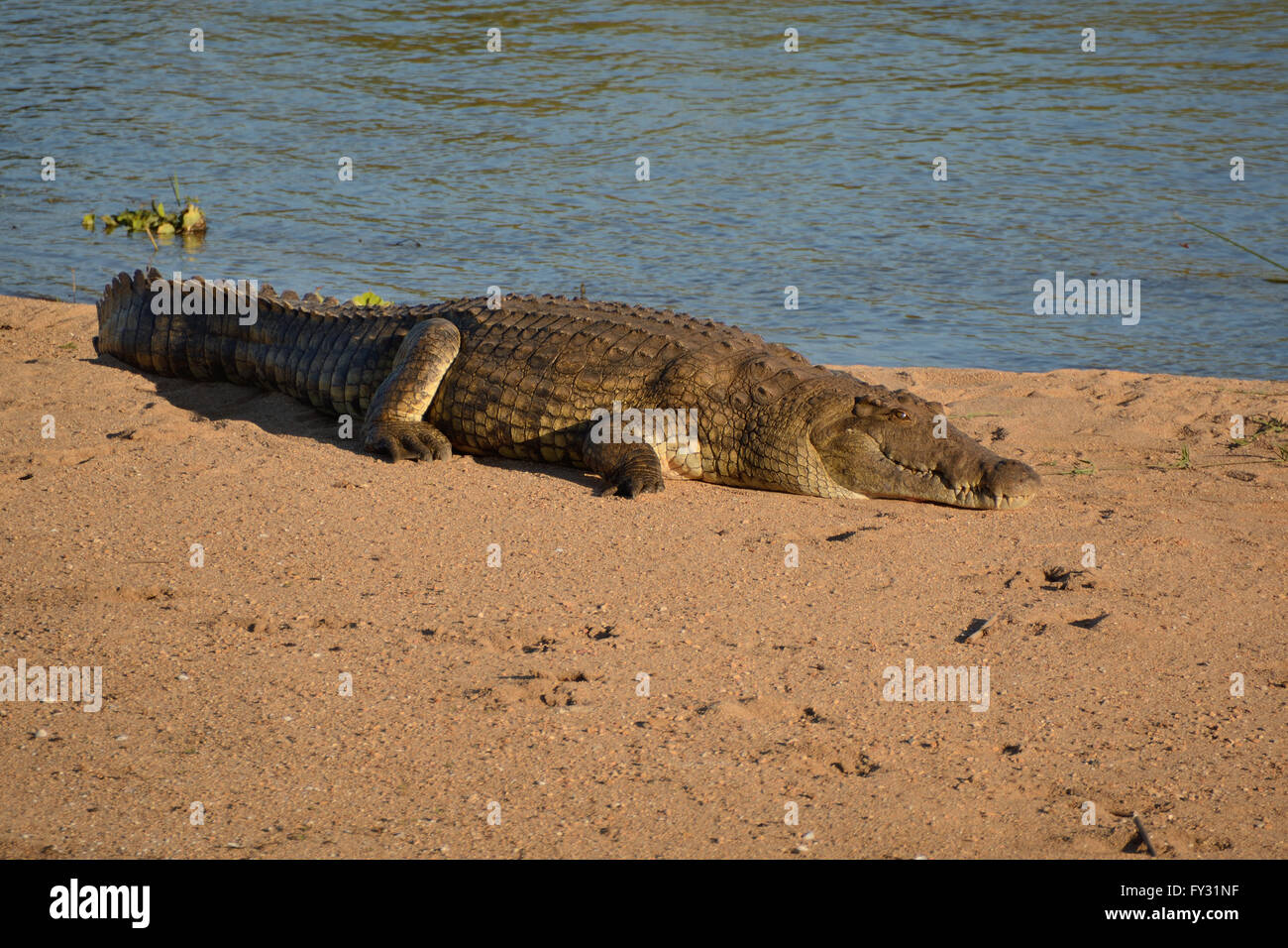Large Nile Crocodile lying on the riverbank basking in the sun Stock ...