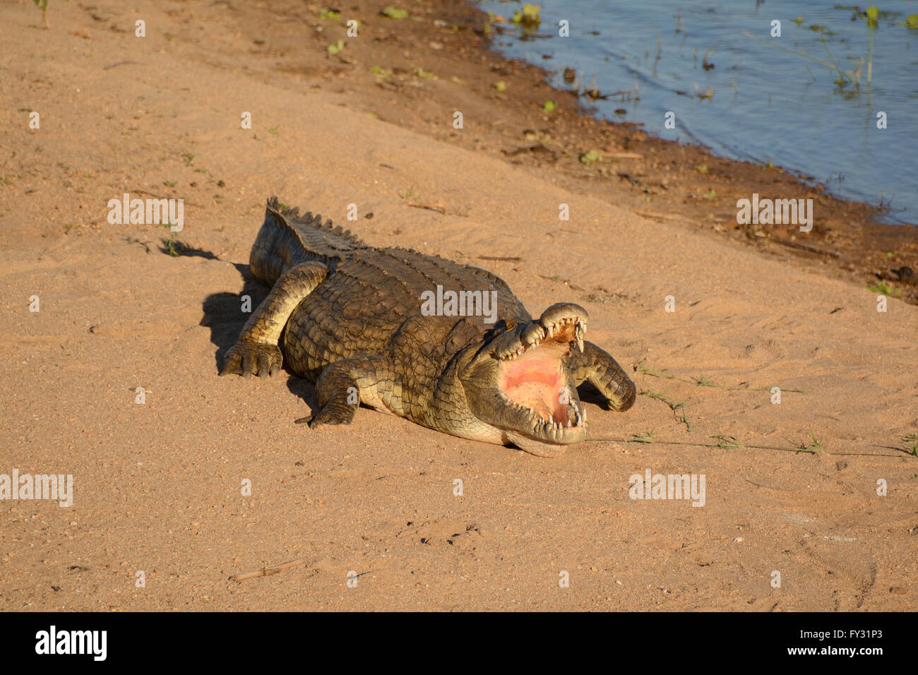Large Nile Crocodile basking in the sunshine with mouth agape to ...