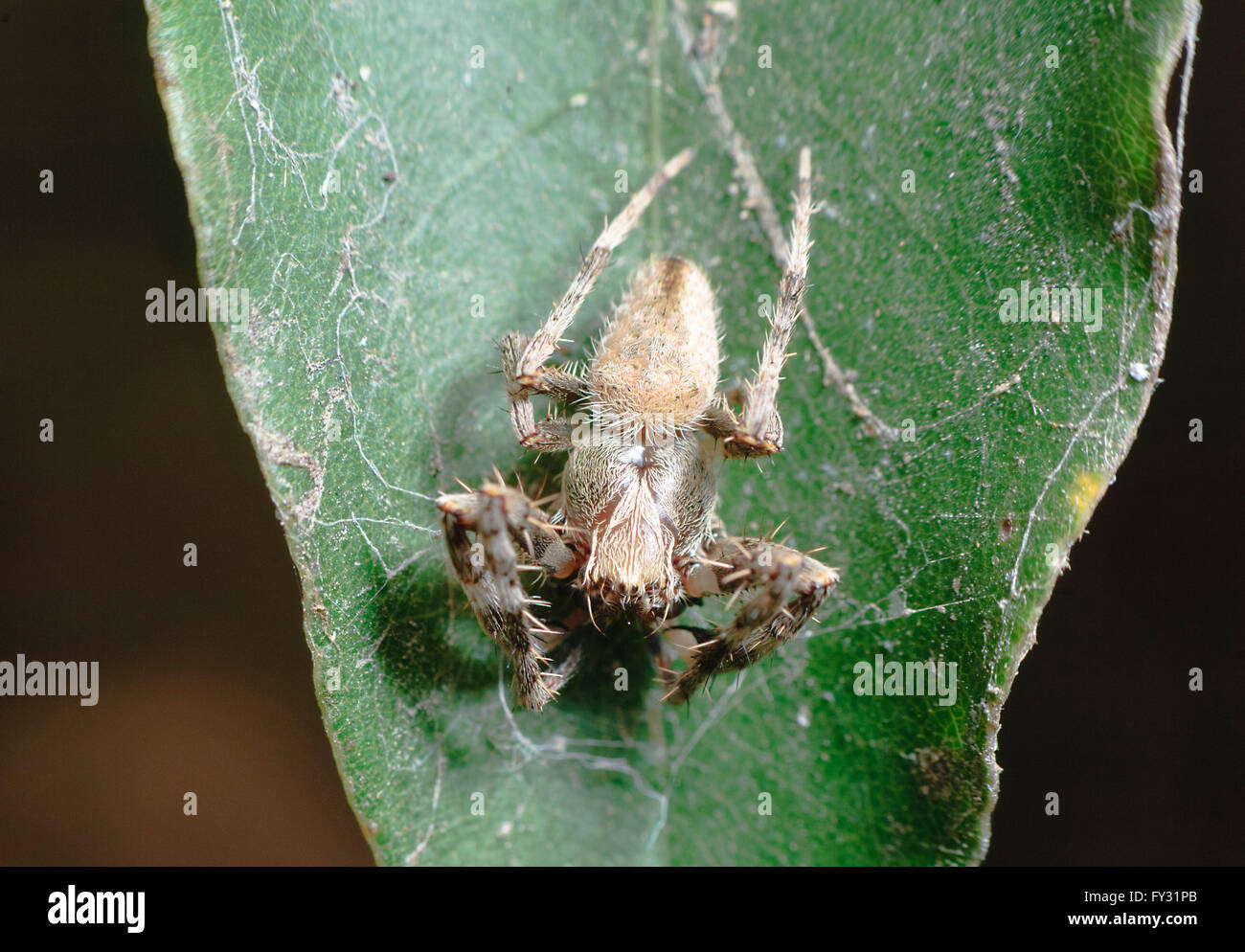 Australian orb weaving spider hi-res stock photography and images - Alamy