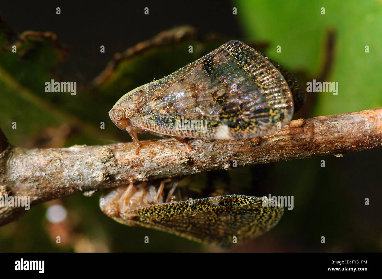 Planthopper australia hi-res stock photography and images - Alamy