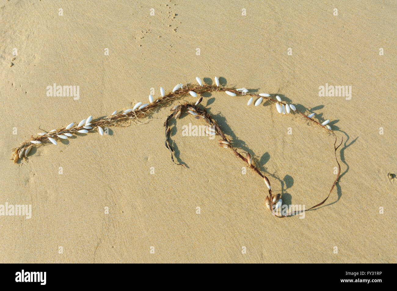 Beach pods hi-res stock photography and images - Alamy