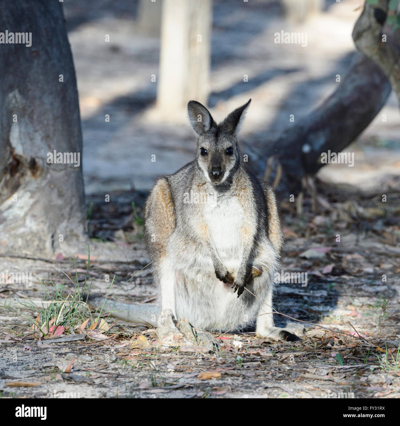 An Endangered Brush-tailed rock Wallaby (Petrogale penicillata ...