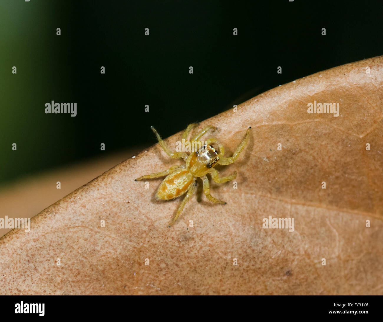 Jumping spider salticidae hi-res stock photography and images - Alamy