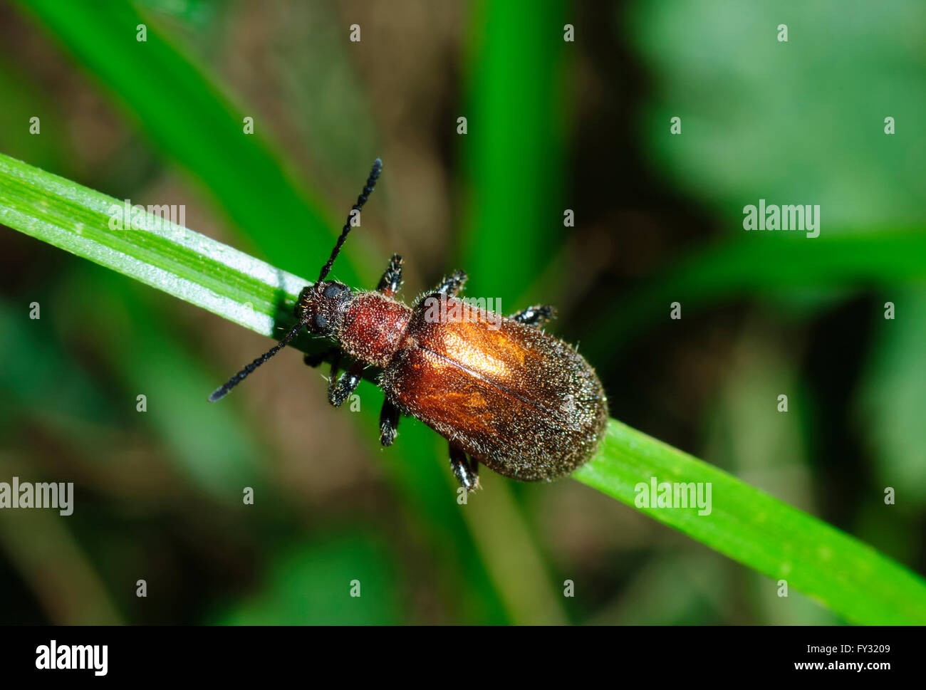 Australian weevil hi-res stock photography and images - Alamy