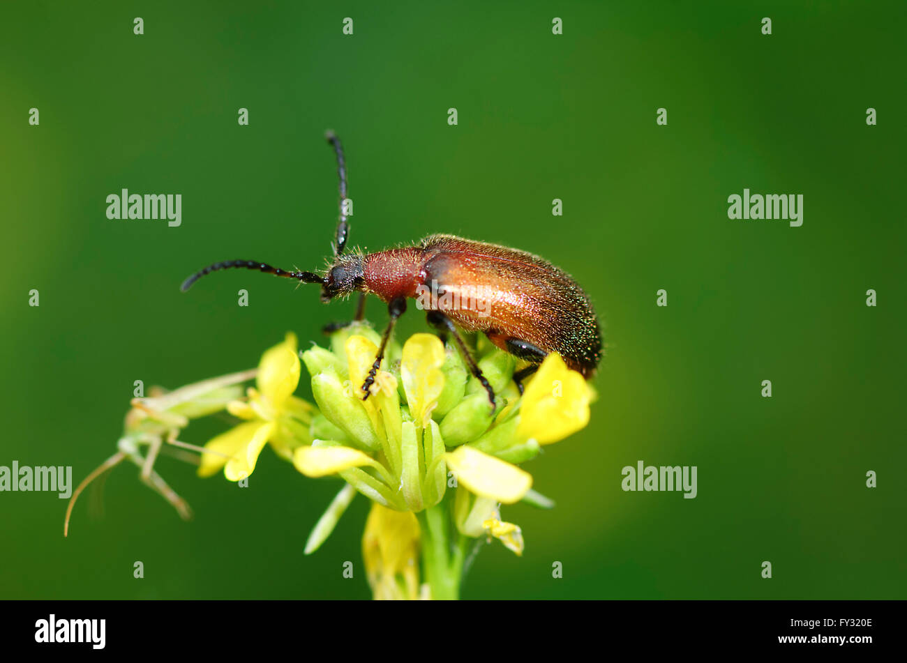 Australian weevil hi-res stock photography and images - Alamy