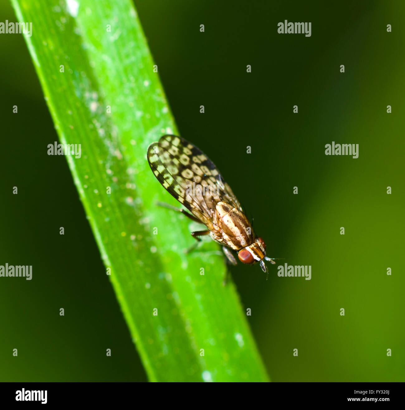 Fly to australia hi-res stock photography and images - Alamy