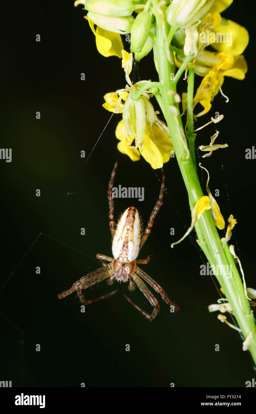 Orb-weaving Spider, New South Wales, Australia Stock Photo - Alamy
