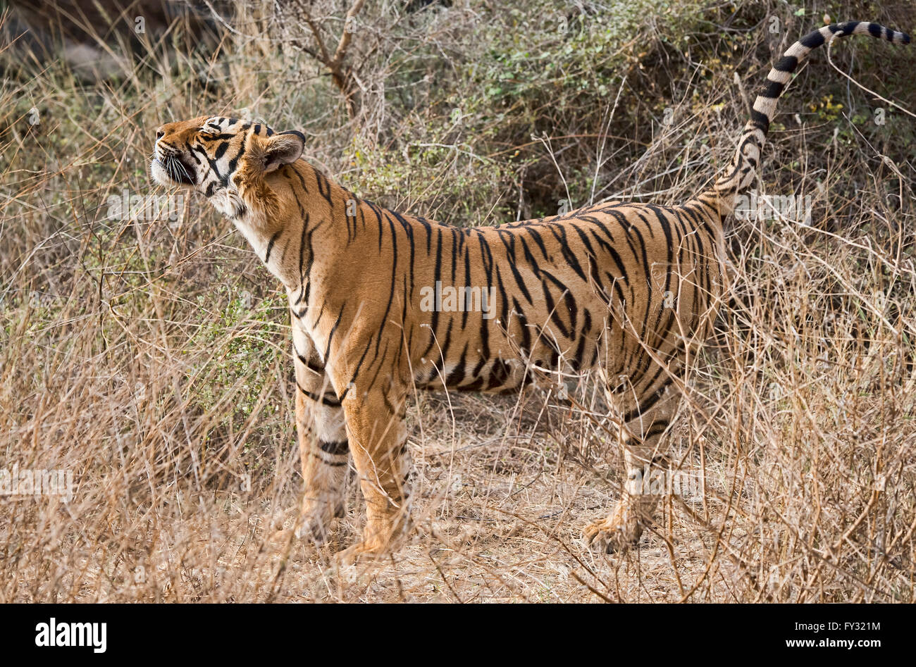 Bengal Tiger (Panthera tigris tigris), marking, Ranthambore National ...