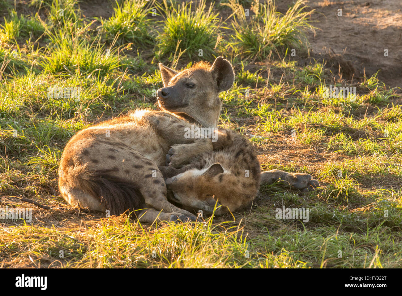 Spotted Hyenas (Crocuta crocuta), Ishasha, Queen Elizabeth National ...