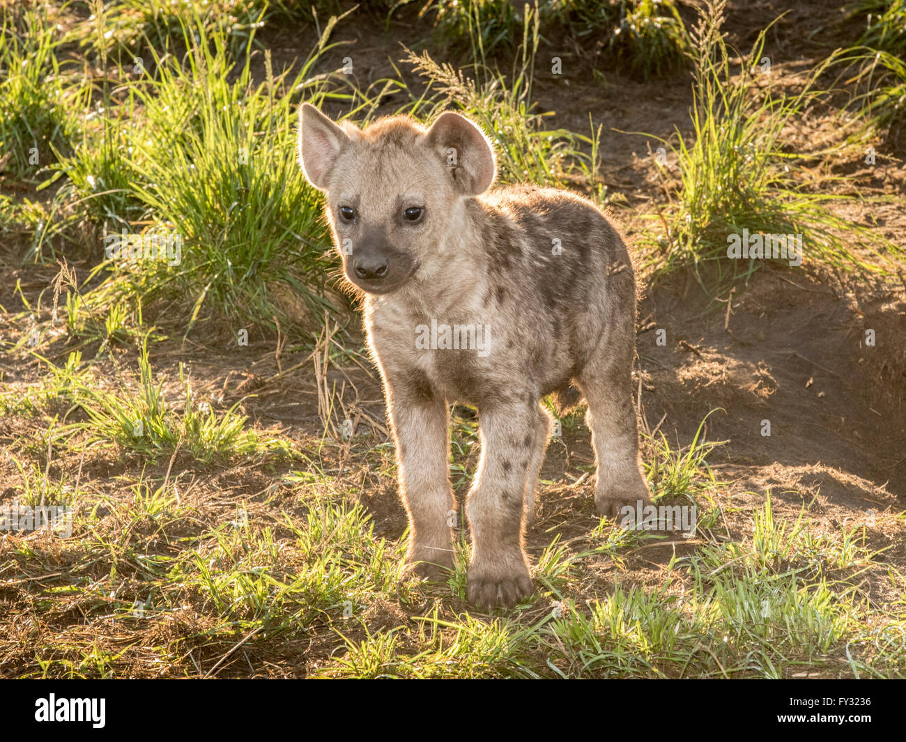 Spotted Hyena (Crocuta crocuta), cub, Ishasha, Queen Elizabeth National ...