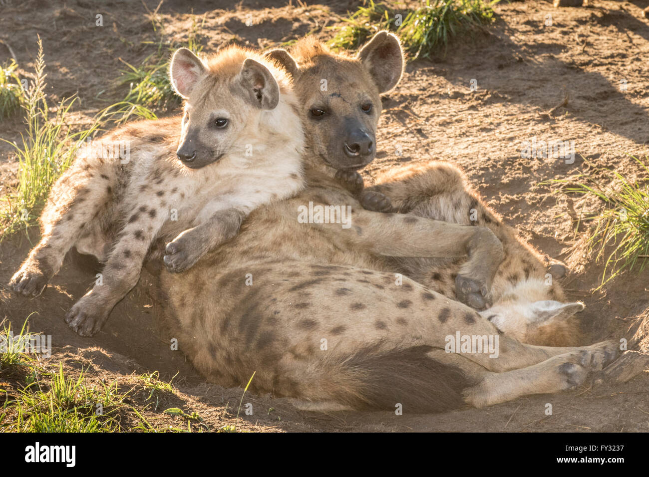 Spotted Hyena (Crocuta crocuta) with cub, Ishasha, Queen Elizabeth ...