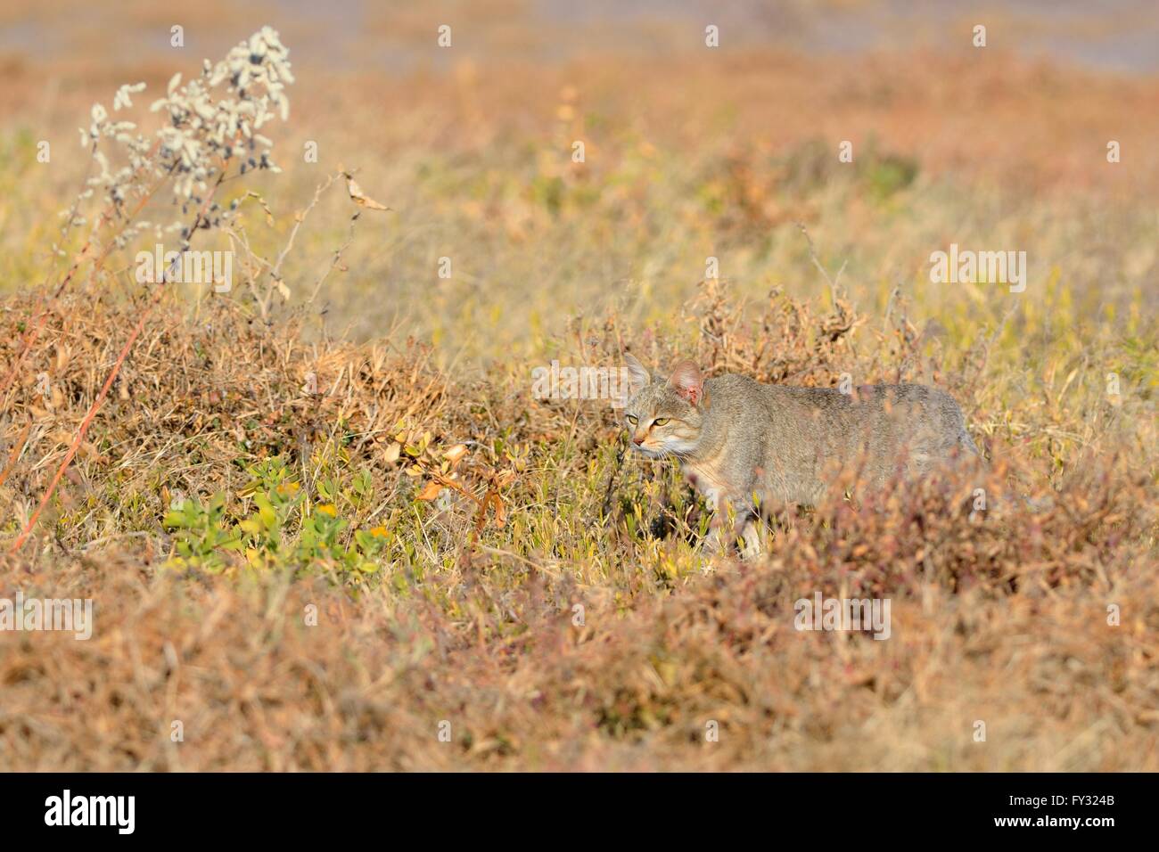 African Wildcat (Felis silvestris lybica), walking in the grass ...