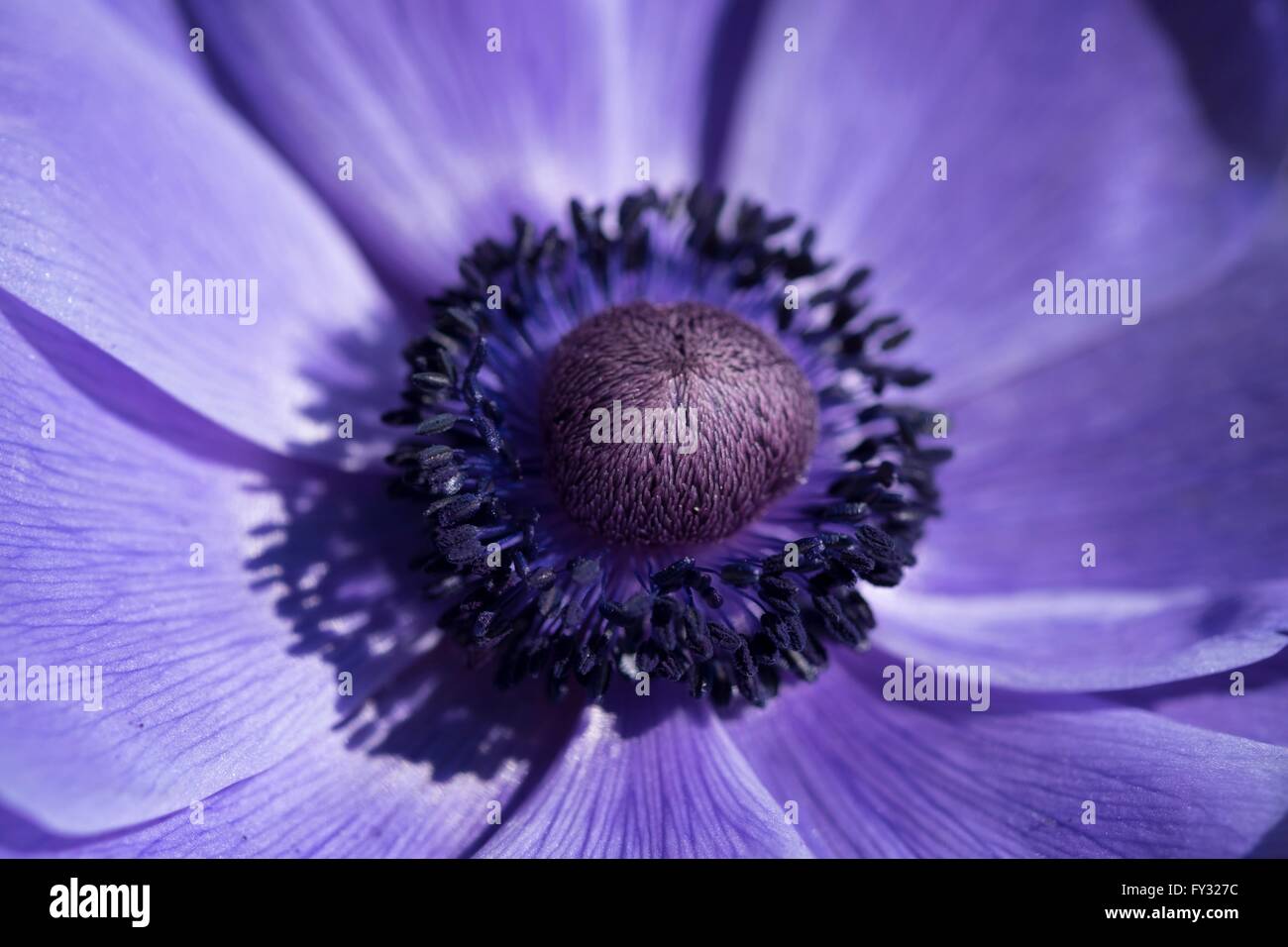 Poppy anemone (Anemone coronaria), Baden-Württemberg, Germany Stock ...