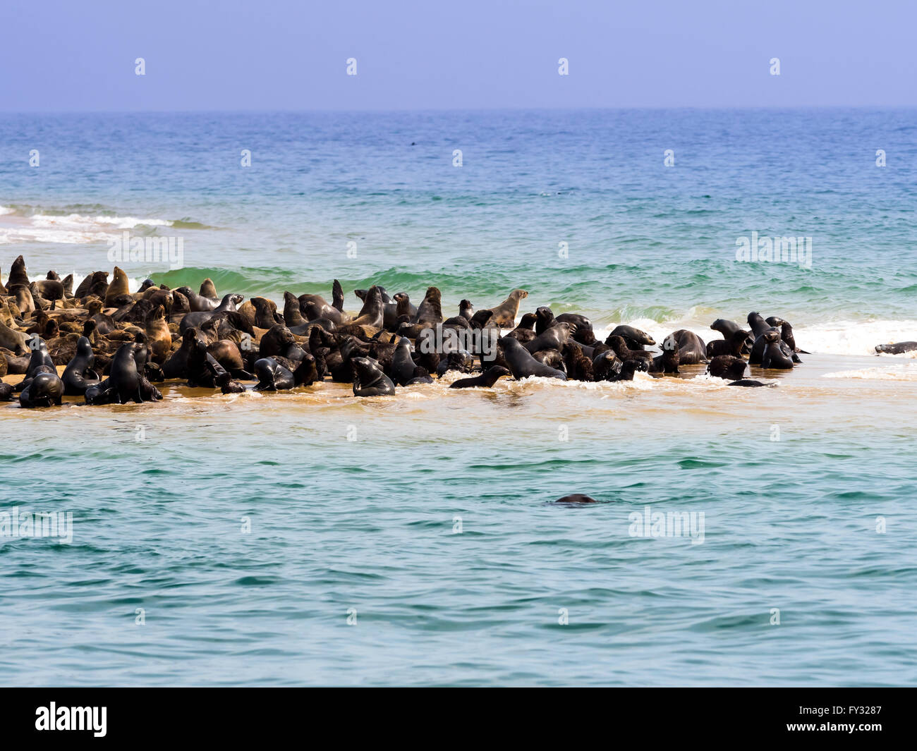 Namibia walvis bay seal colony hi-res stock photography and images - Alamy