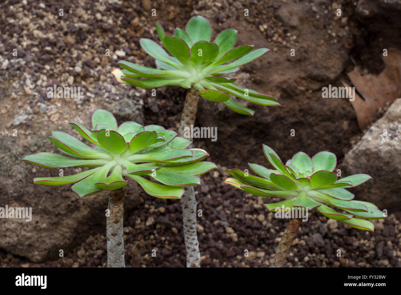 Aeonium species (Aeonium ciliatum), native to the Canary Islands Stock ...