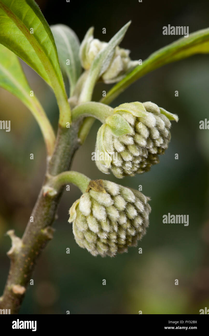 Mitsumata hi-res stock photography and images - Alamy