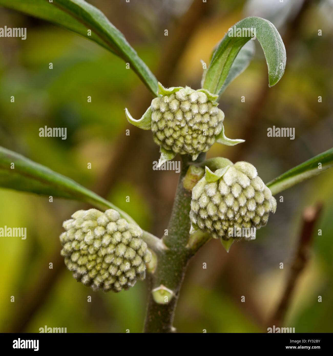Oriental Paperbush, Mitsumata (Edgeworthia papyrifera), native to China ...