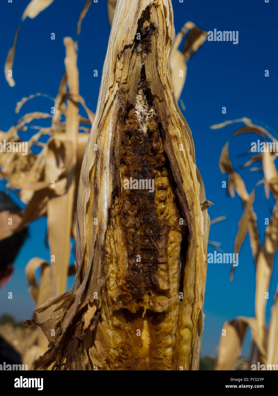 Insect pests hi-res stock photography and images - Alamy