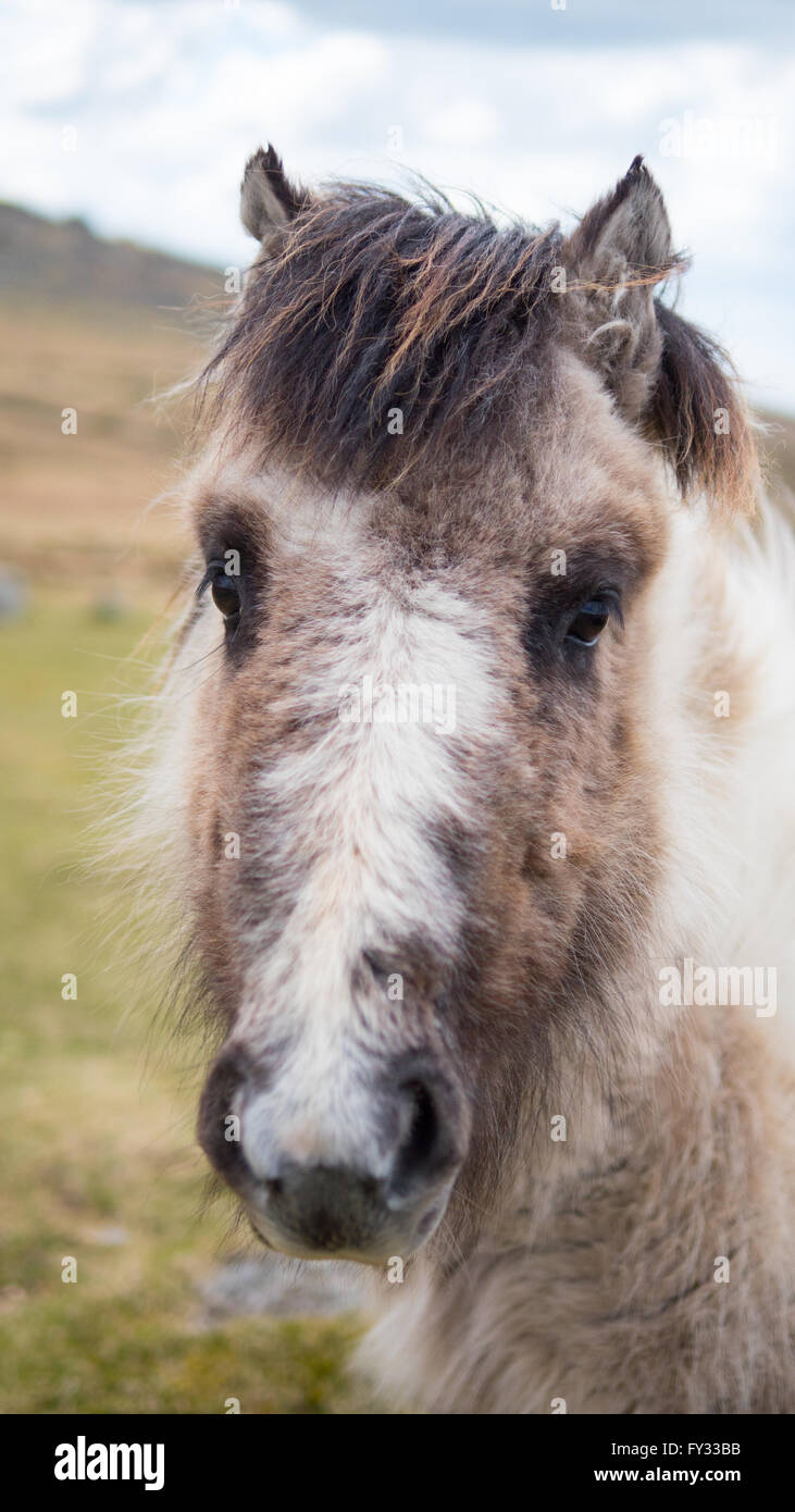 Devon equestrian hi-res stock photography and images - Alamy