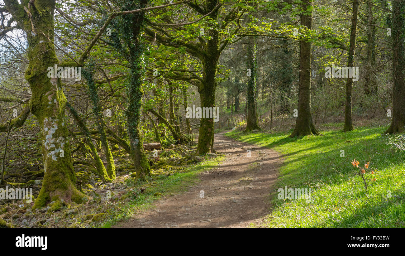 English dirt trail Stock Photo - Alamy