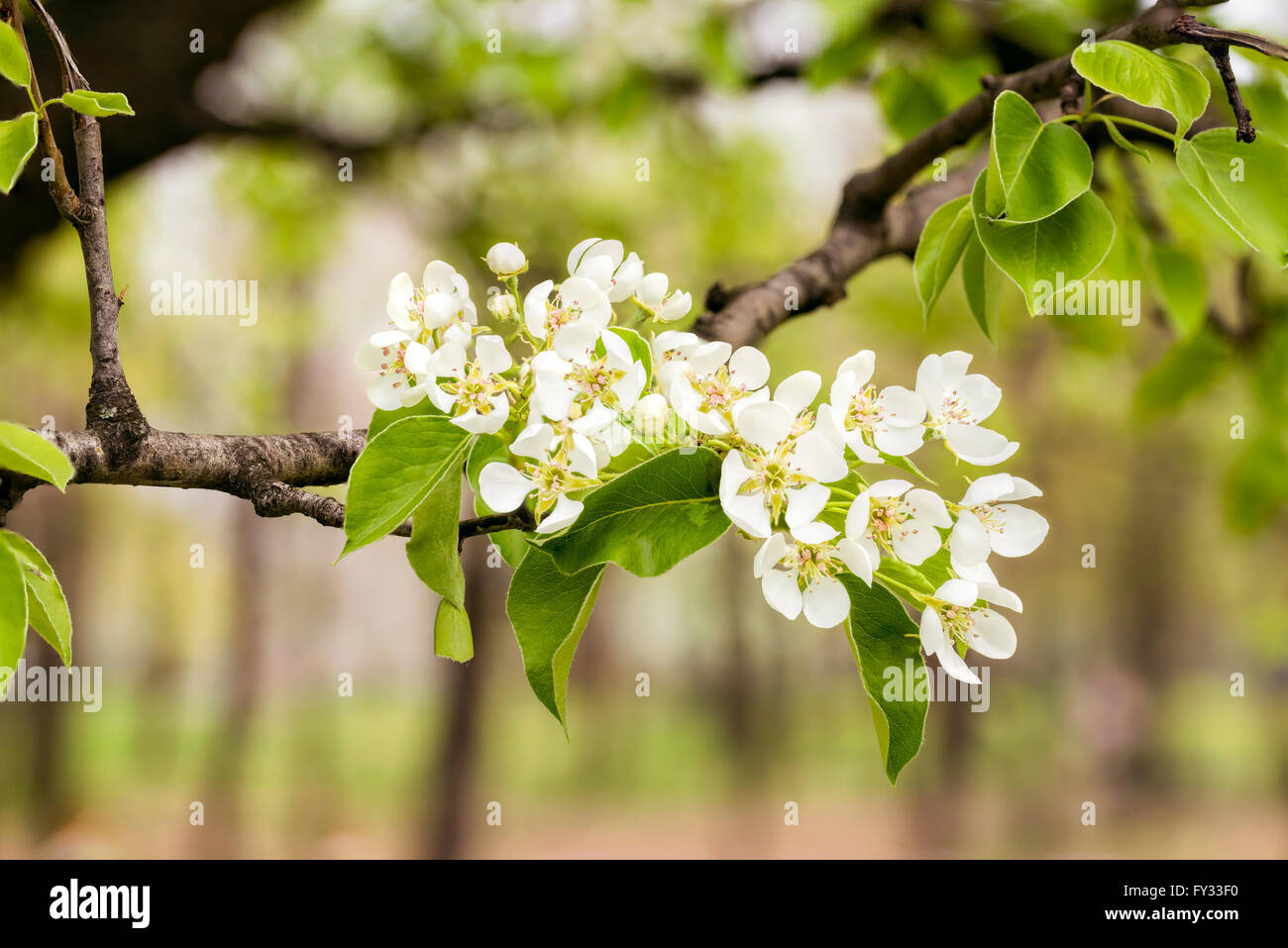 Soft spring hi-res stock photography and images - Alamy