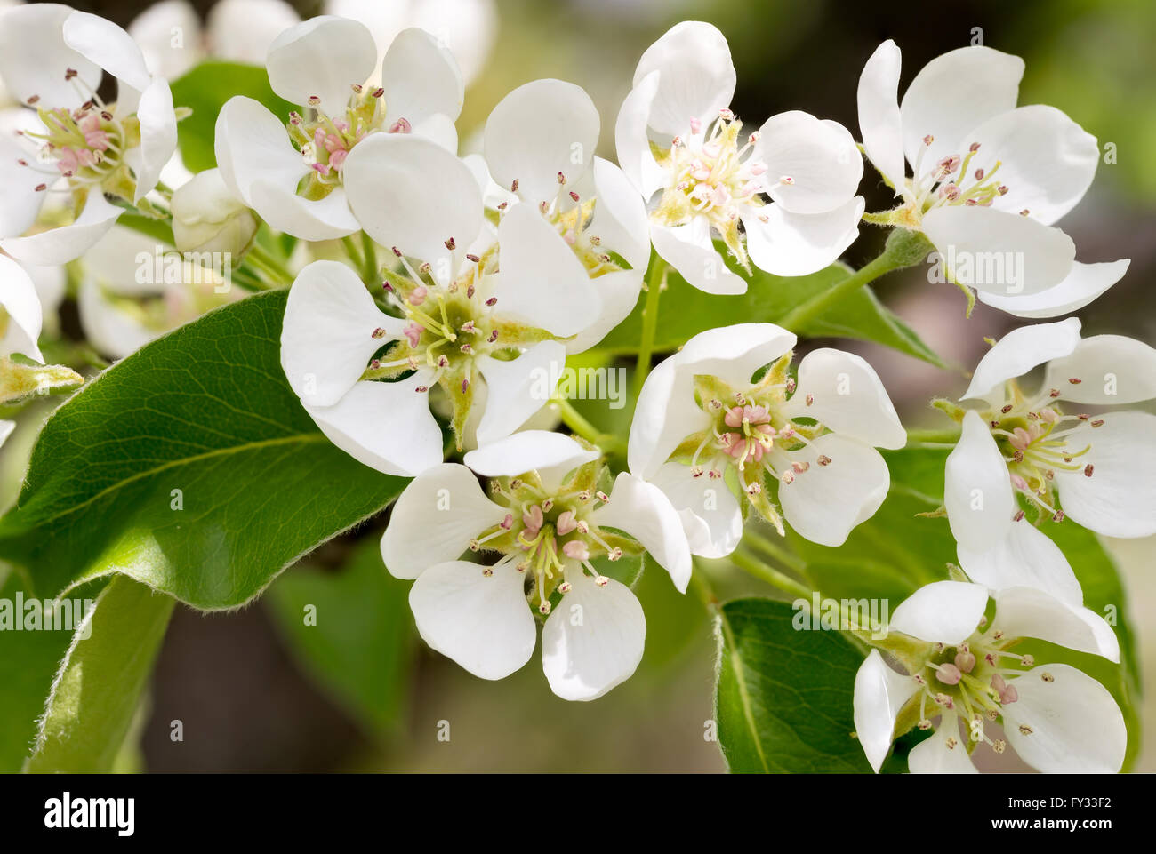 Nice pear tree flowers blooming under the soft spring sun Stock Photo ...