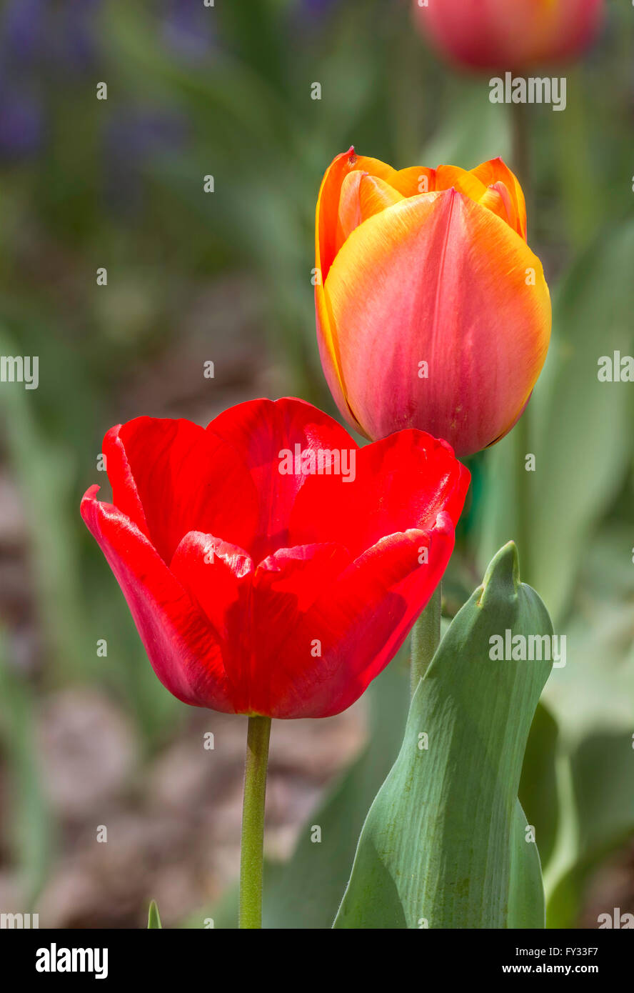 Delicate red and orange Tulips under the warm spring sun Stock Photo ...