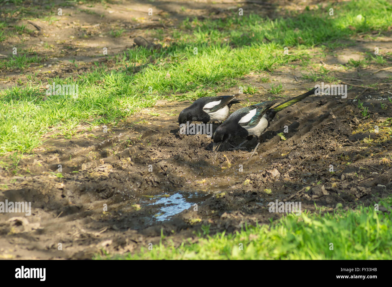 Family of two magpies bird gathering mud for building nest Stock Photo ...