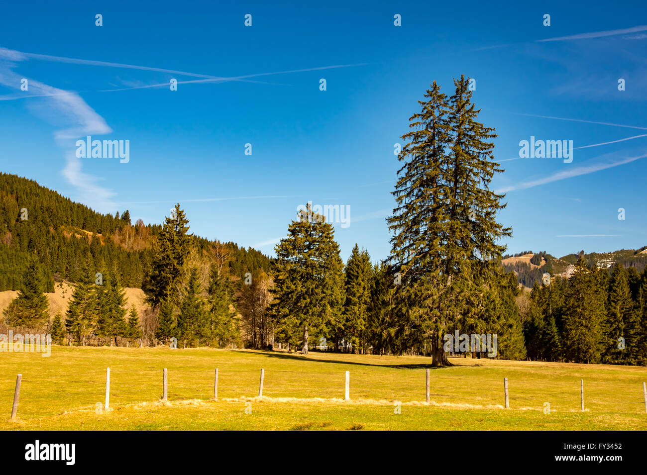 fantastic meadow and mountain in spring - germany Stock Photo - Alamy