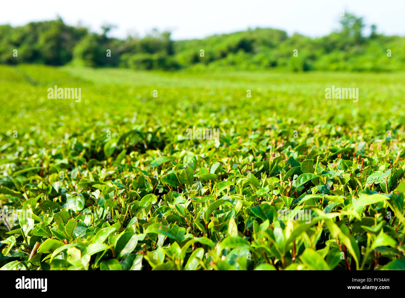 Jeju island tea hi-res stock photography and images - Alamy