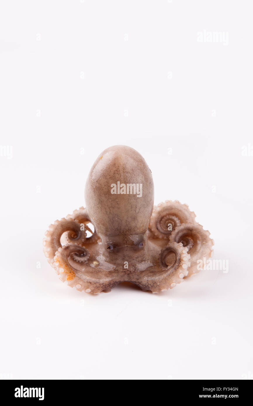 Octopus ocellatus hi-res stock photography and images - Alamy