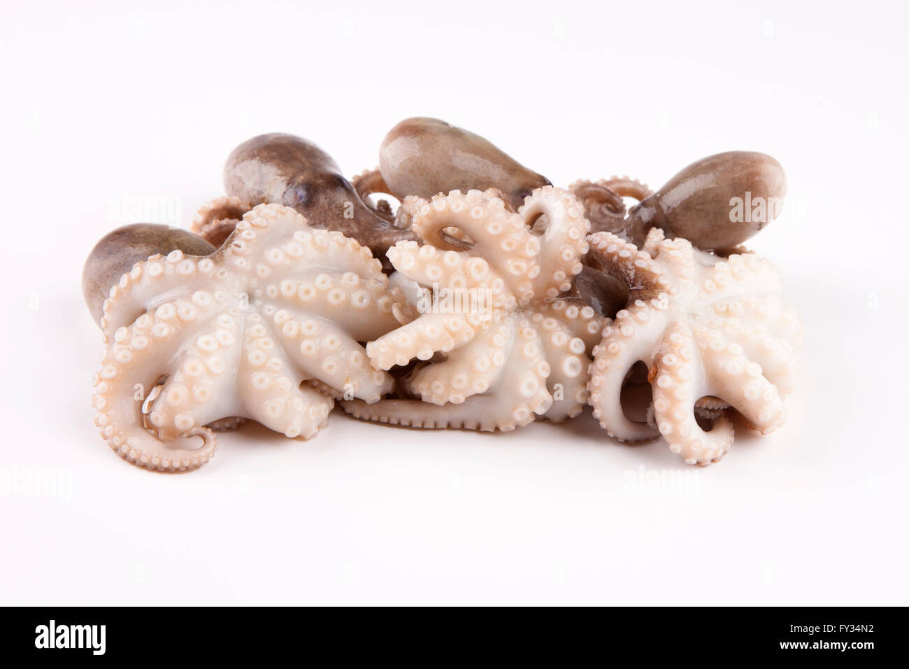 Octopus Ocellatus High Resolution Stock Photography and Images - Alamy
