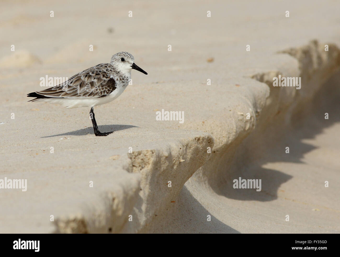 Sanderling sand beach hi-res stock photography and images - Alamy