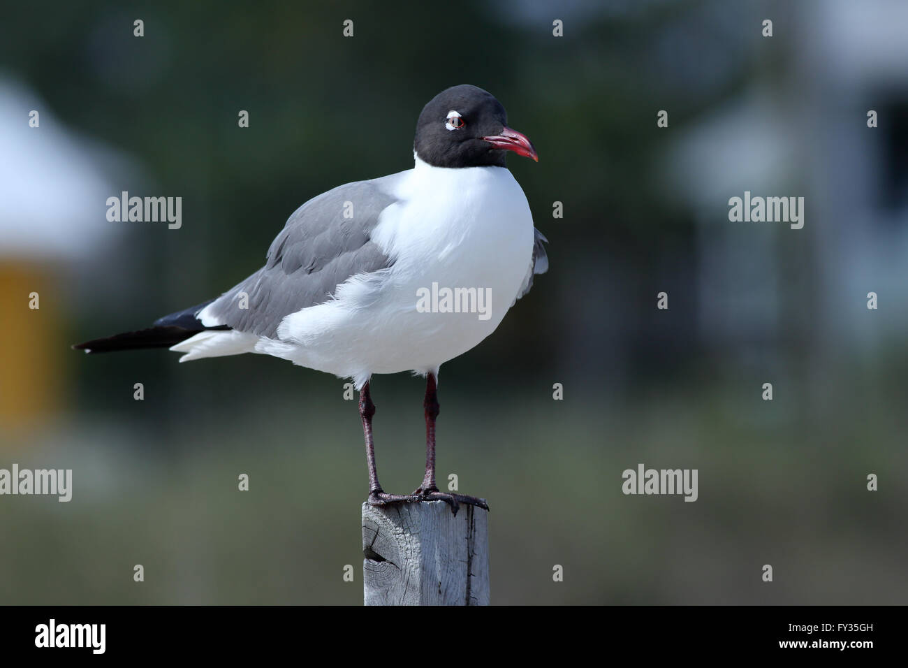 Laughing gull standing on a post Stock Photo - Alamy