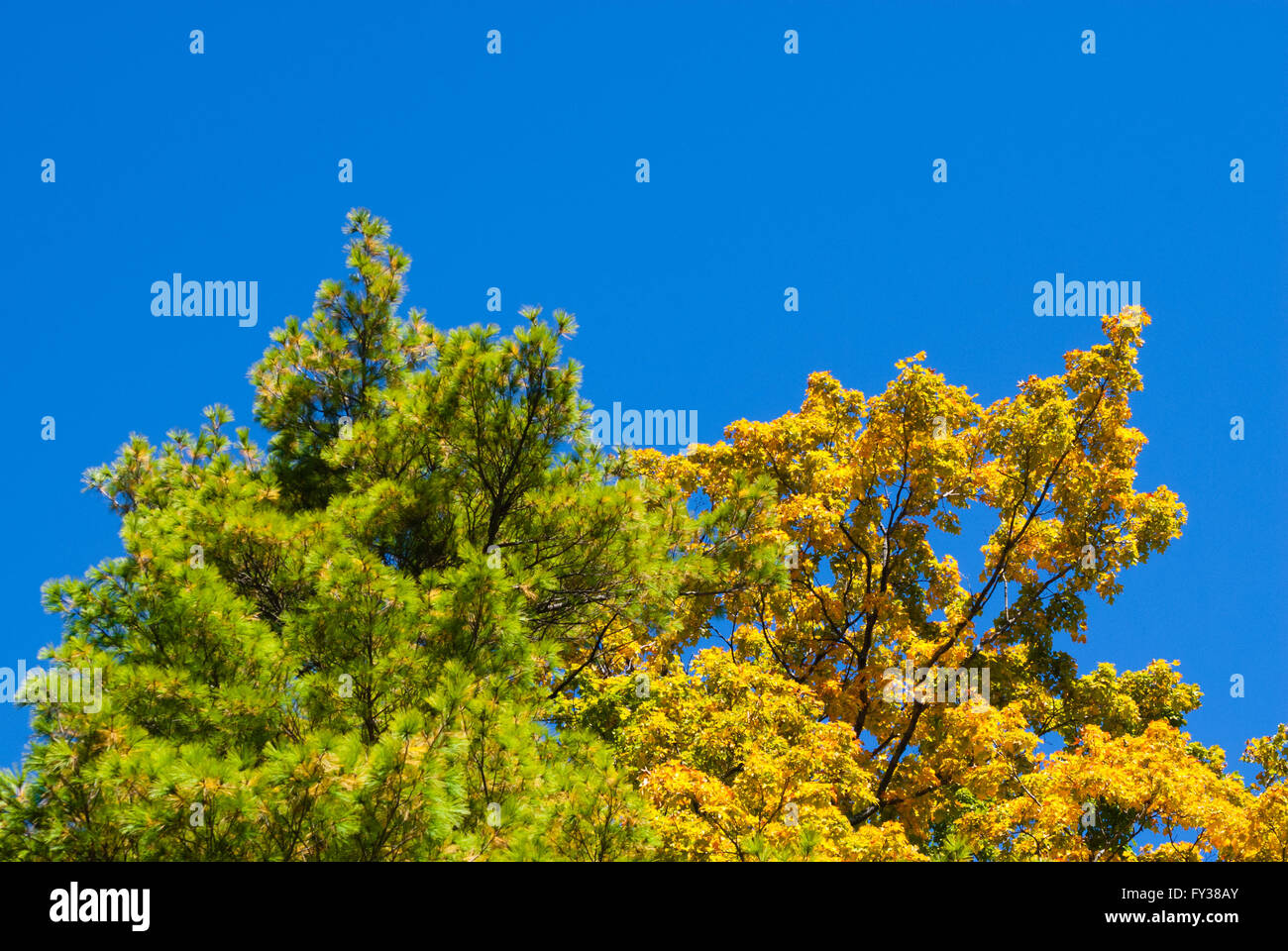 Green and yellow trees in autumn against clear blue sky. One tree is ...