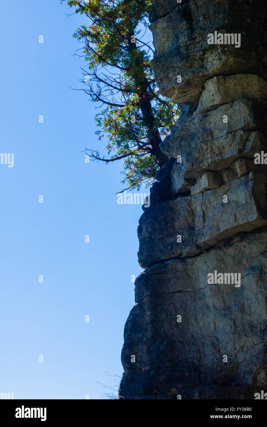 Vertical rock cliff face with single tree against empty blue sky ...